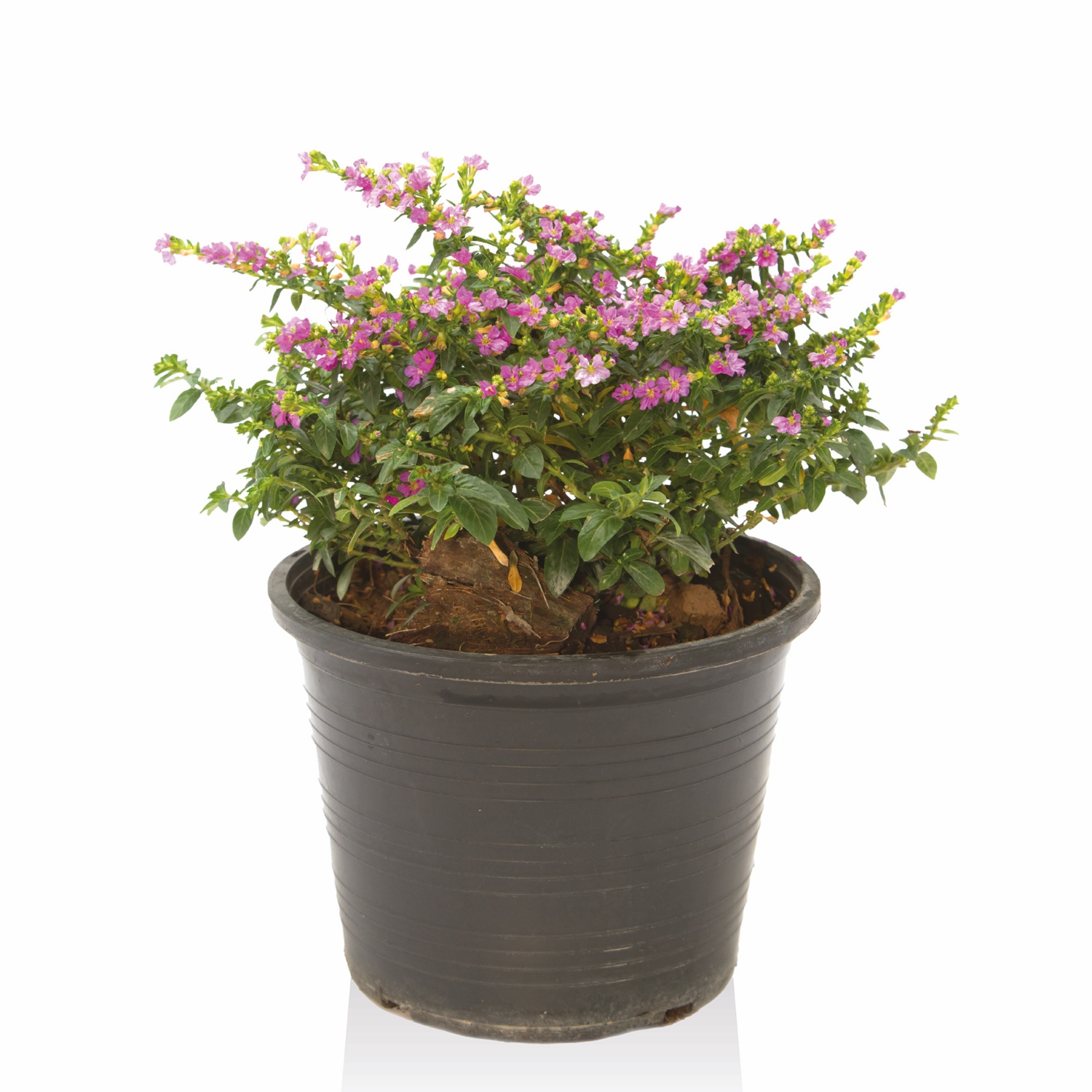 Japán mirtusz | ALDI