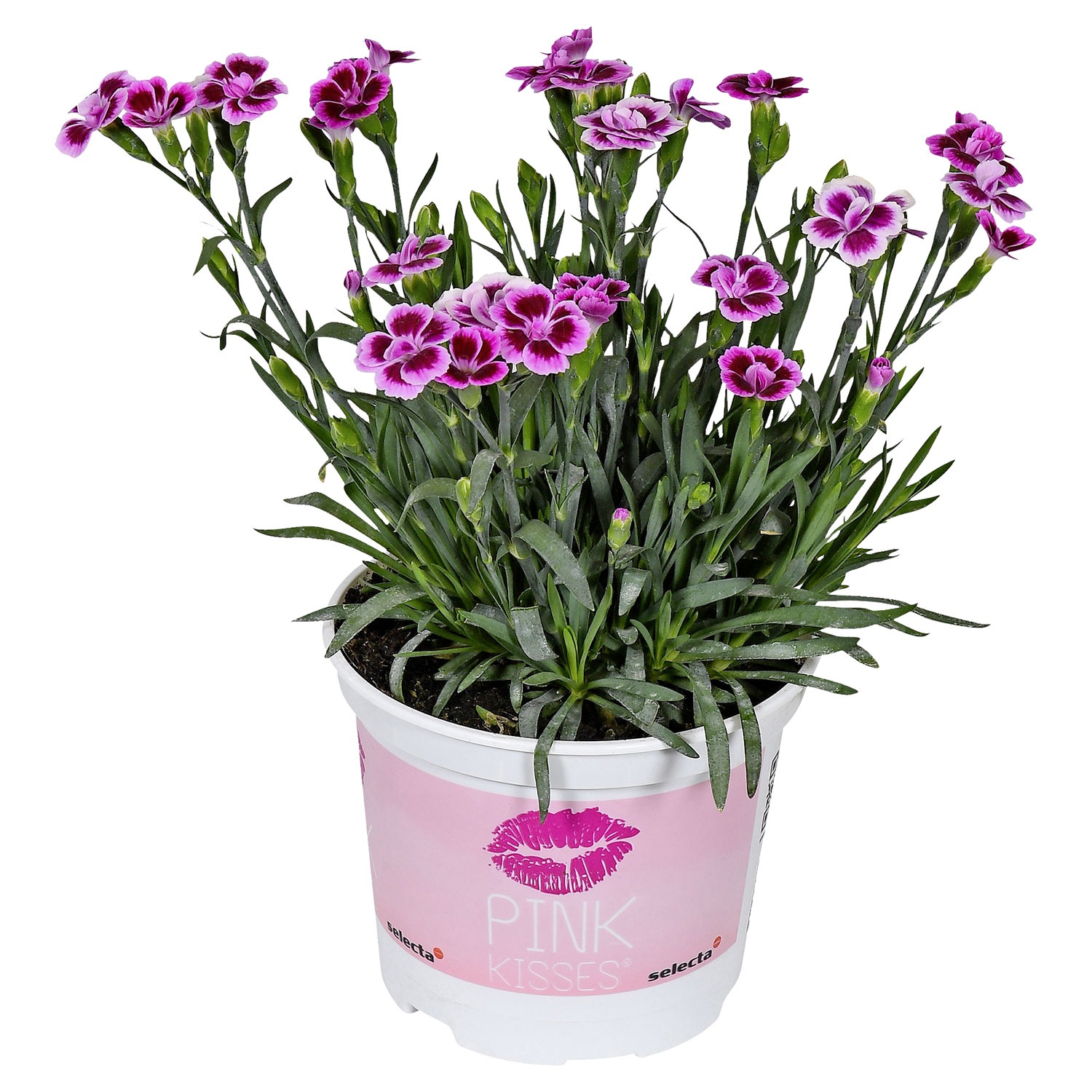 GARDENLINE Dianthus „Pink Kisses“® | ALDI SÜD