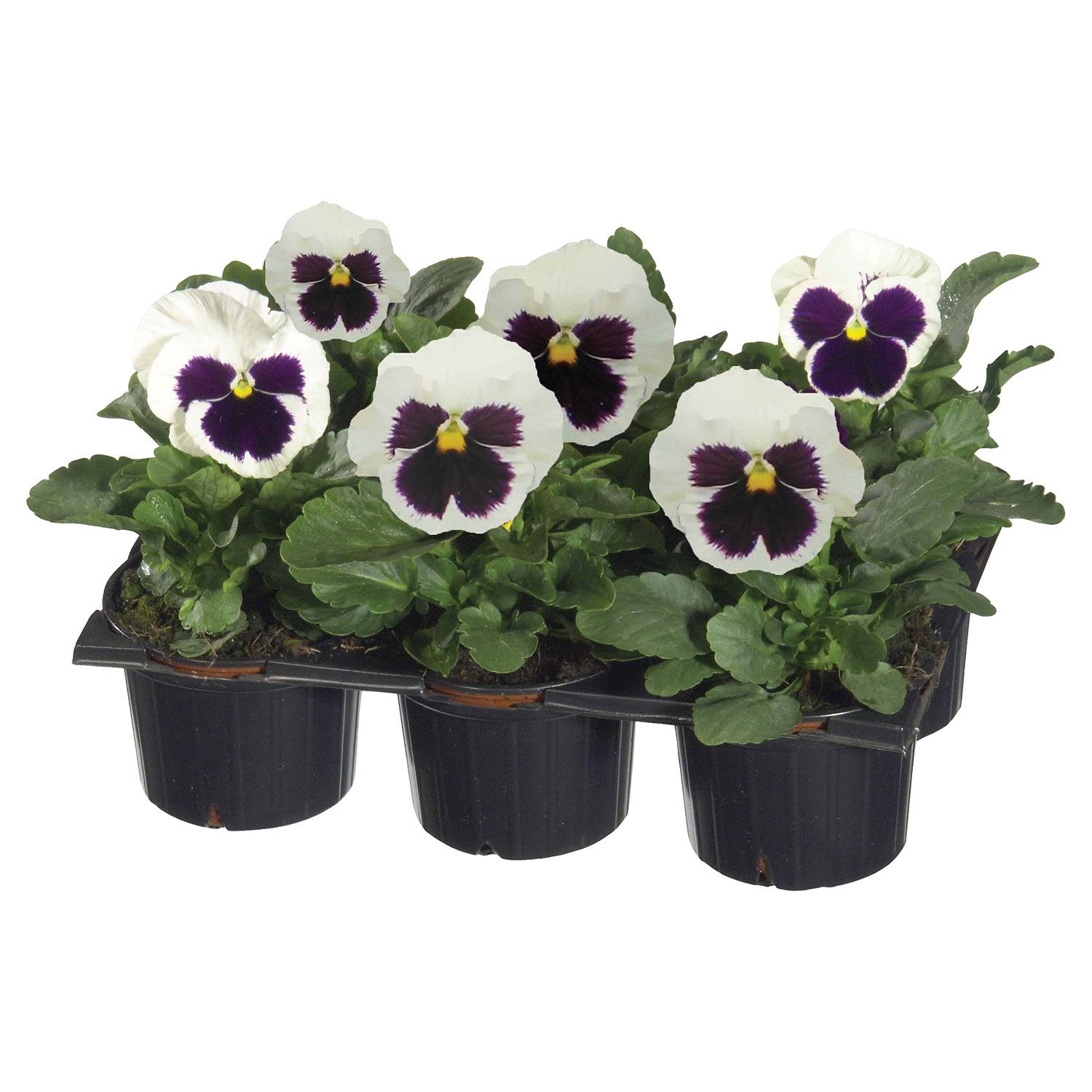 GARDENLINE, Viola 6er Tray, Viola F1 | ALDI SÜD
