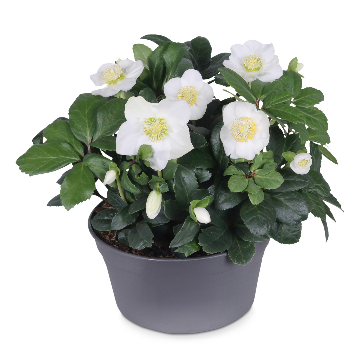 Schneerose, Schale | HOFER