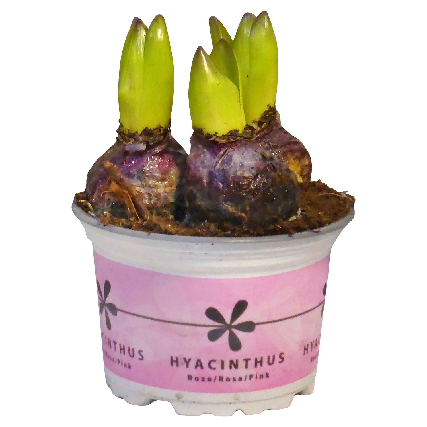 GARDENLINE, Blumenzwiebeln, Hyazinthen | ALDI SÜD