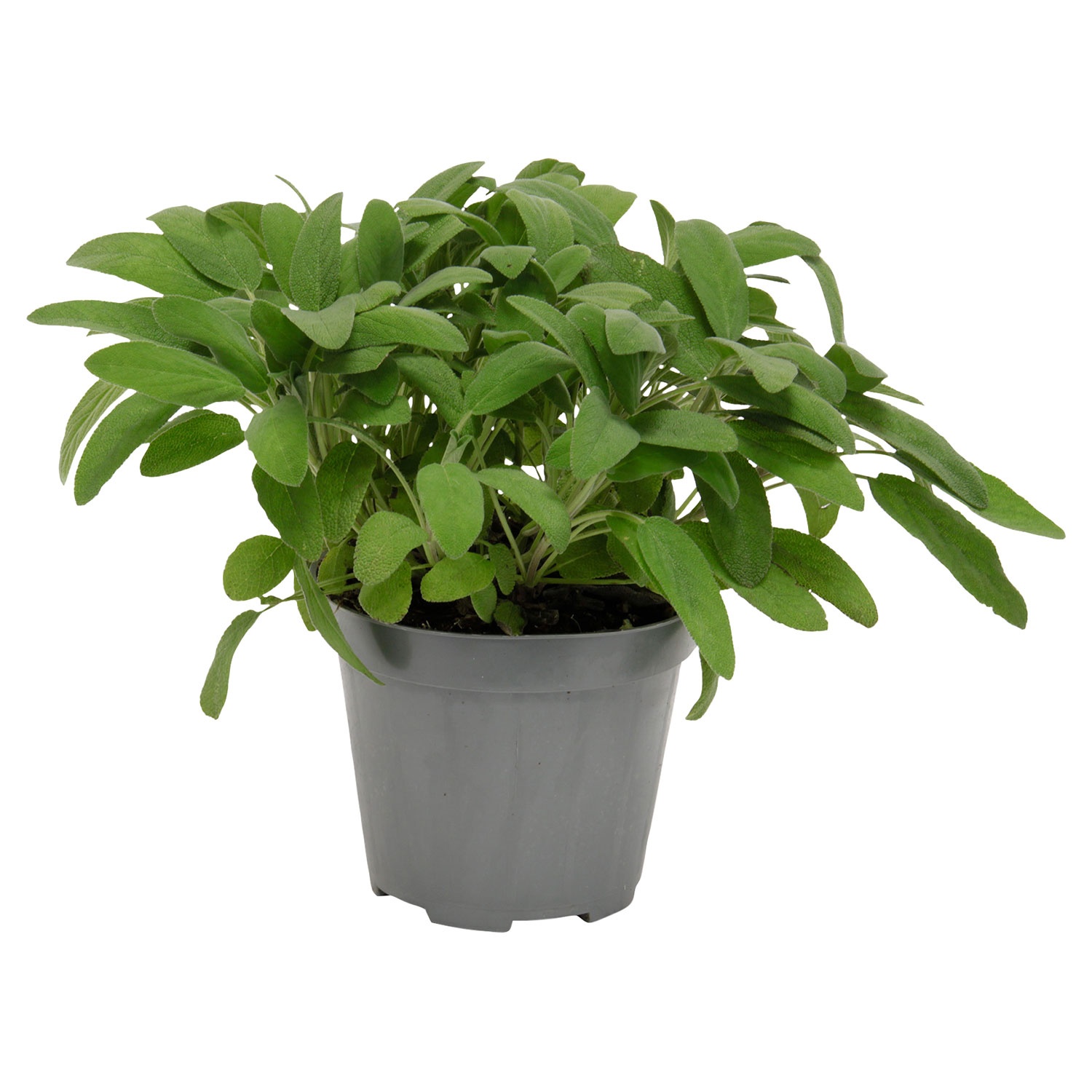 GARDENLINE, Ital. Kräuter Mix, Salbei | ALDI SÜD