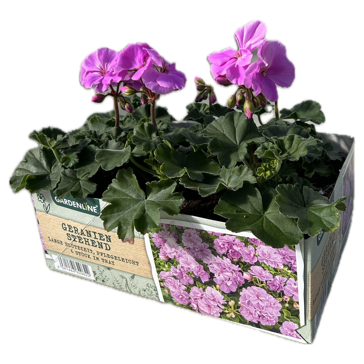 GARDENLINE Beet und Balkonpflanzen, stehend lila | ALDI SÜD