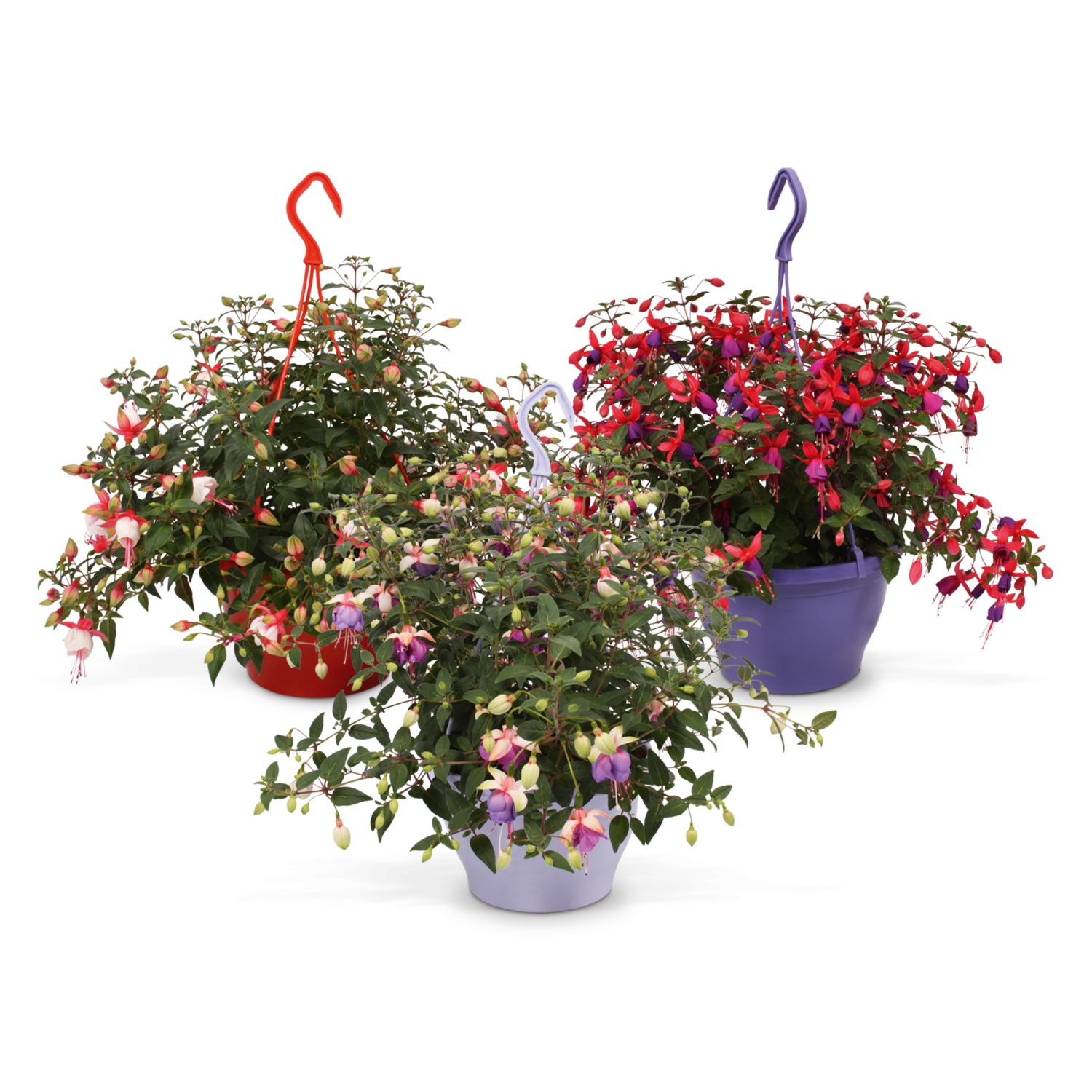 Petunien-/Fuchsien-Ampel, Fuchsien | HOFER