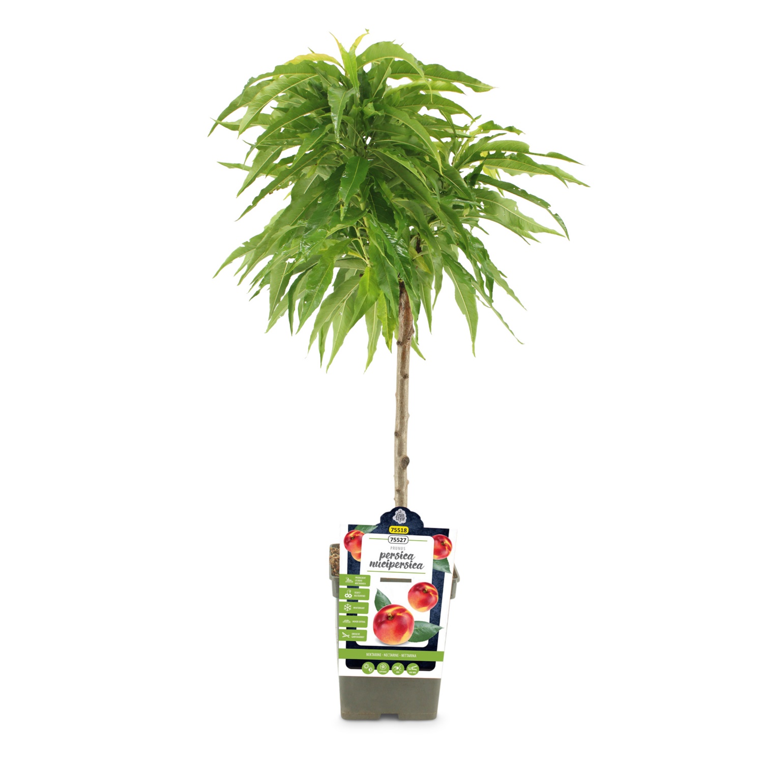 Steinobst-Sortiment, Nektarine | HOFER