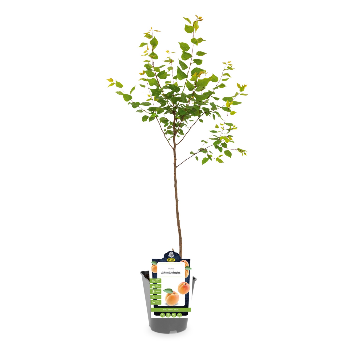 Steinobst-Sortiment, Marille | ALDI SUISSE