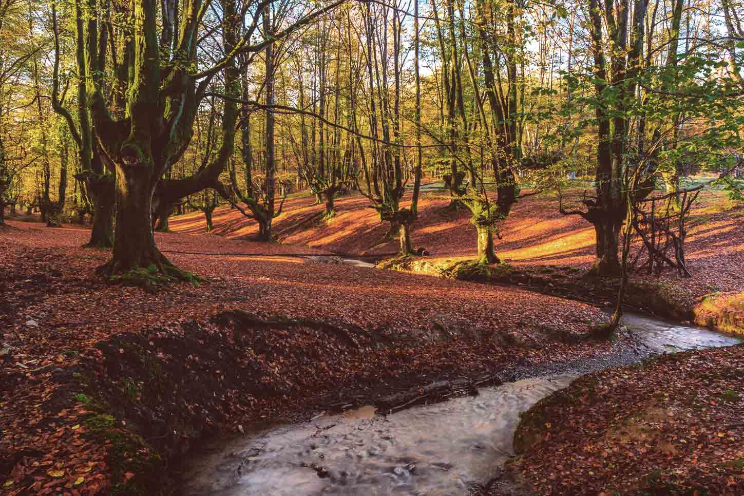 Green Spain holidays: discover the forests of northern Spain