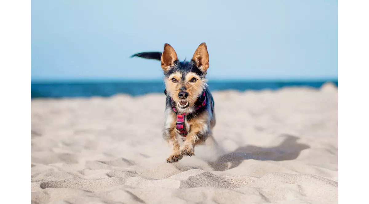 Se Permiten Perros En Grand Beach
