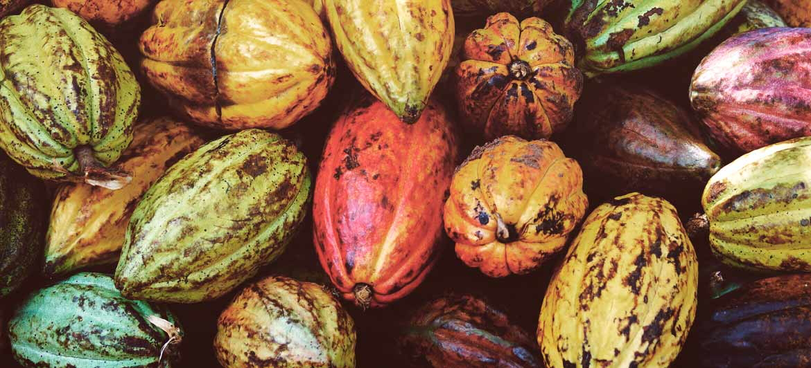 Ruta del cacao en República Dominicana, la excursión definitiva