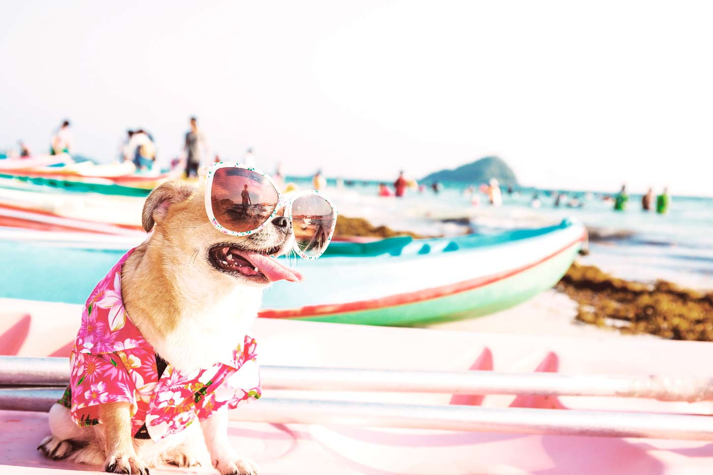 Las mejores playas para perros de España