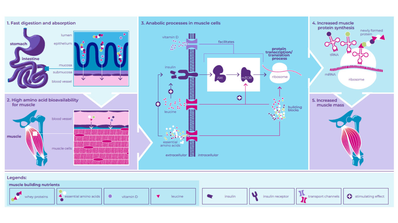 Fortimel Advanced Powder 1kcal with ActiSyn™