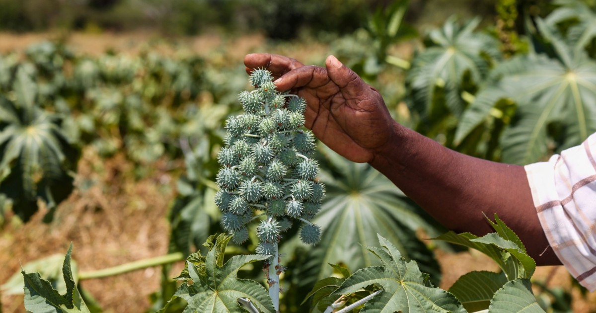 Production of biofuels in Italy | Eni