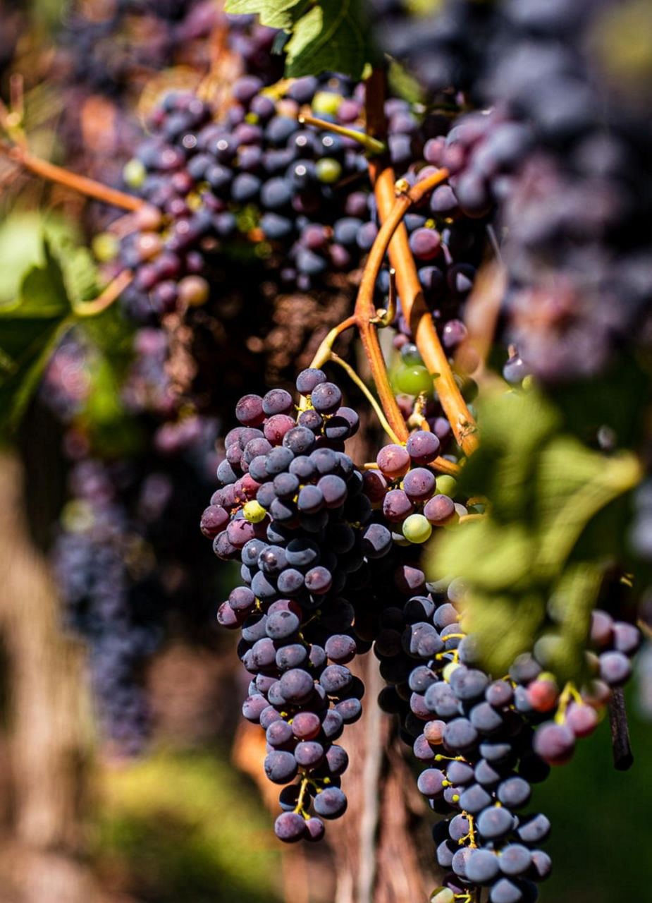 Crete - discover the wine region of Iraklion | Edelweiss