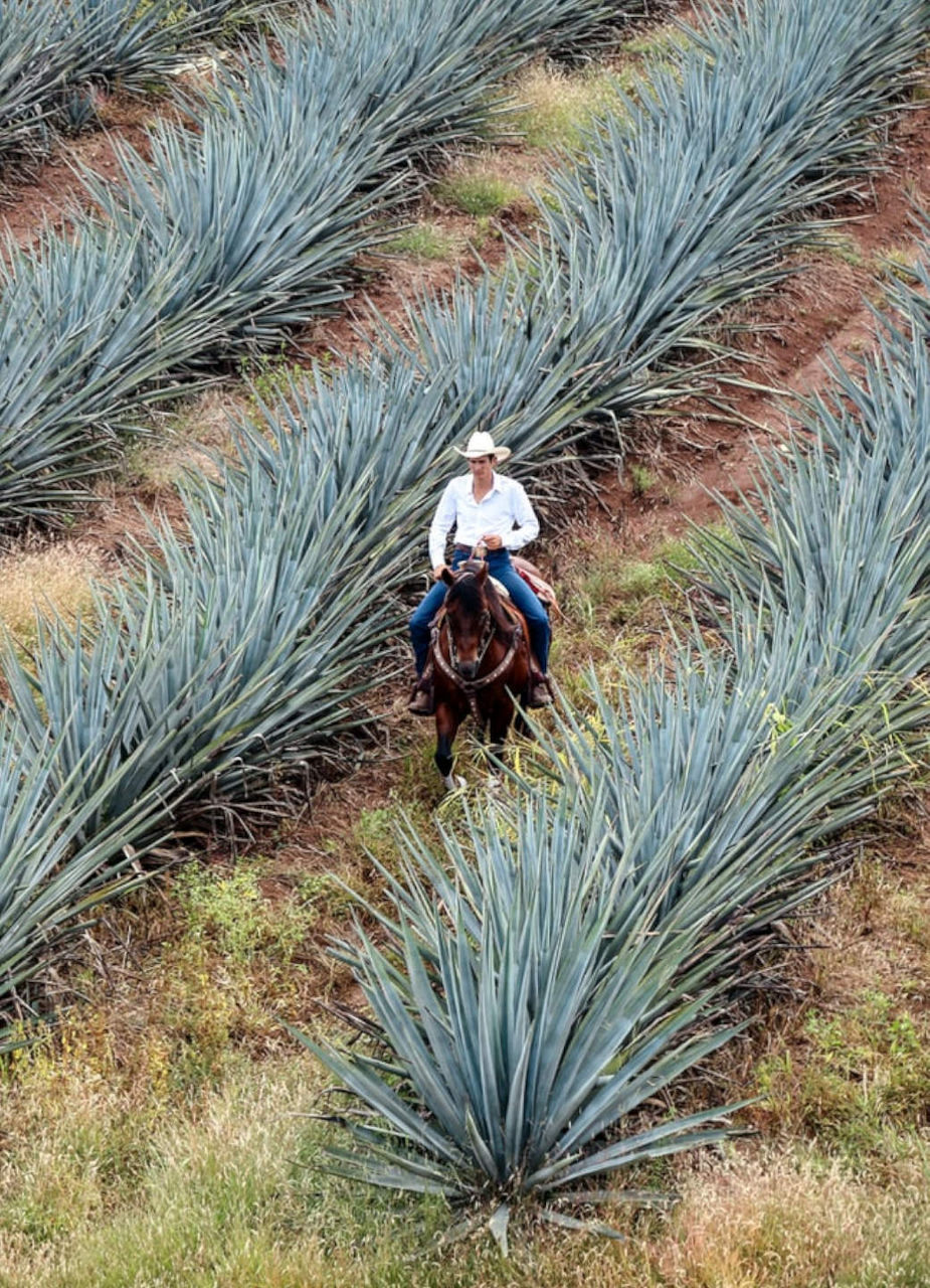 Of hat makers and agave farmers | Edelweiss