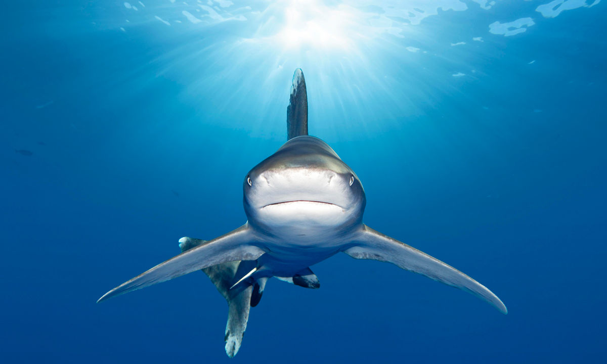 Diving in Egypt: Hurghada & Marsa Alam | Edelweiss