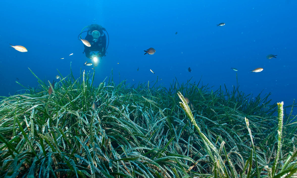 Olbia: Snorkelling & Diving in Sardinia | Edelweiss