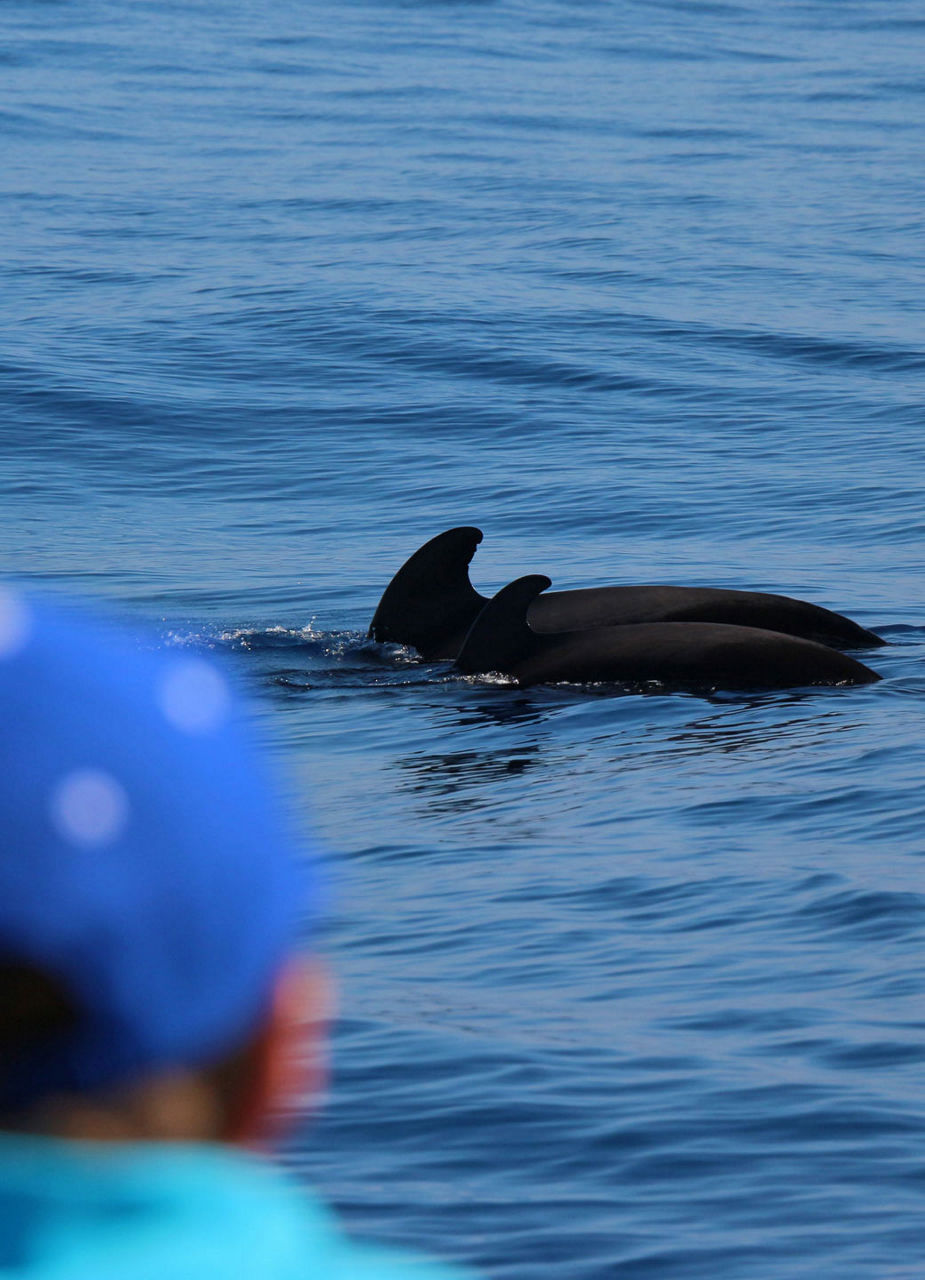 Whales & Hiking: Family fun on Gran Canaria | Edelweiss