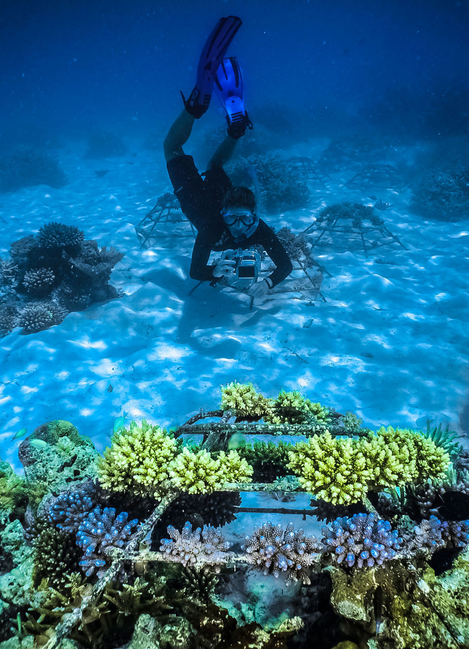 Become a coral sponsor on the Maldives | Edelweiss
