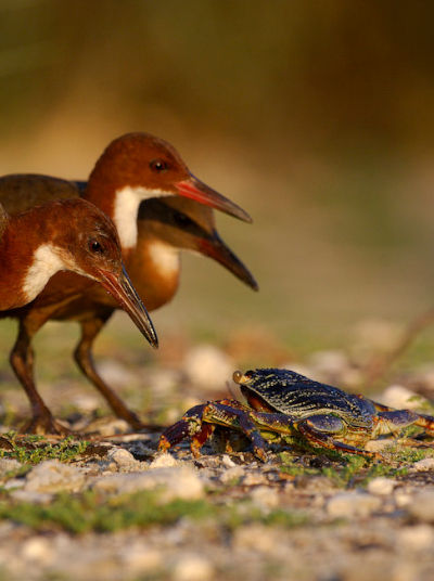 Flora and Fauna of the Seychelles | Edelweiss