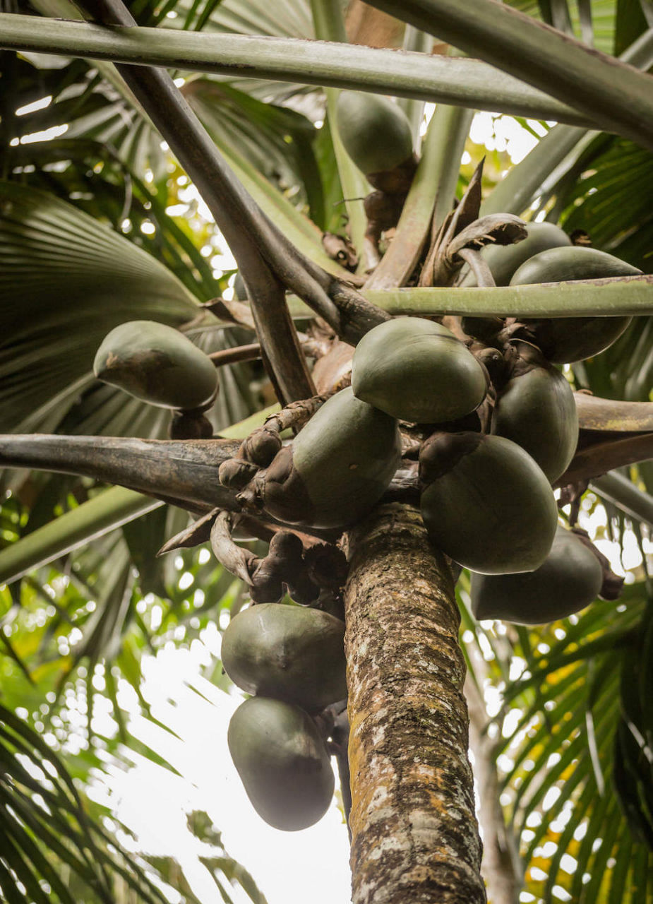 Flora and Fauna of the Seychelles | Edelweiss