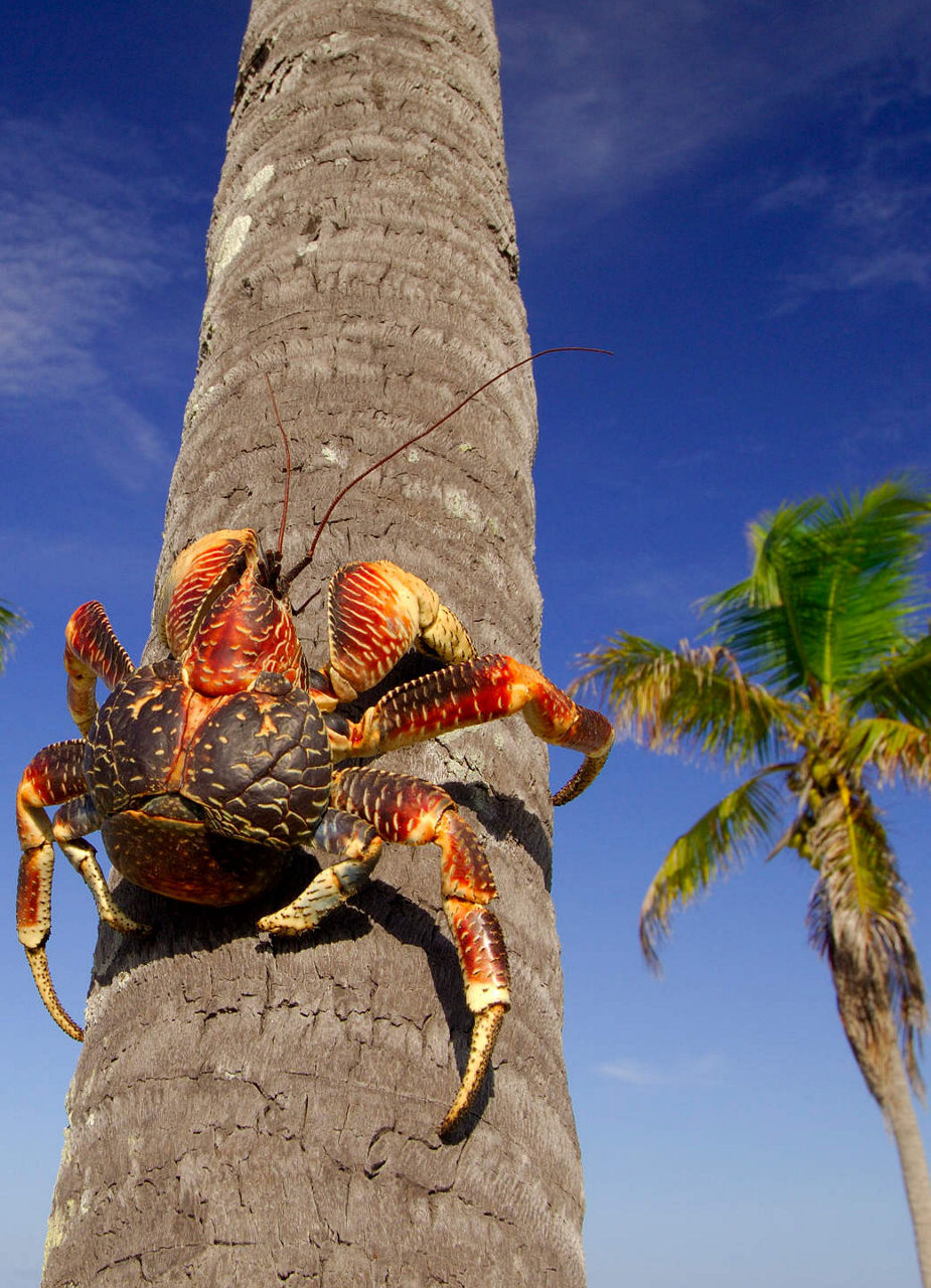 Flora and Fauna of the Seychelles | Edelweiss