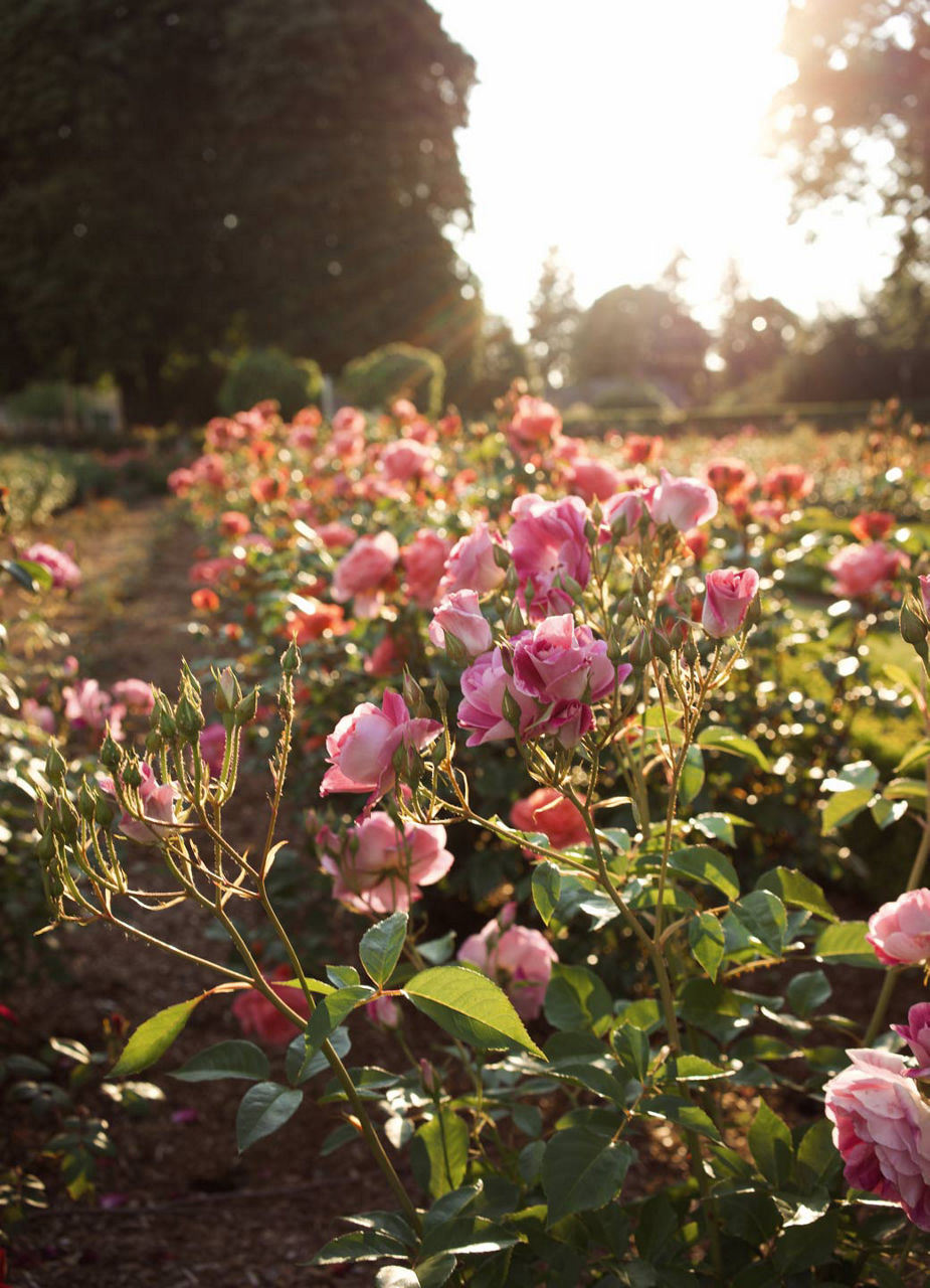 The most beautiful day trips around Vancouver | Edelweiss