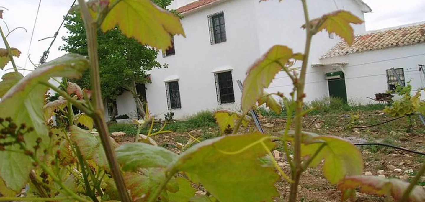 Bodega Torres Filoso | Web oficial de Turismo de Castilla-La Mancha