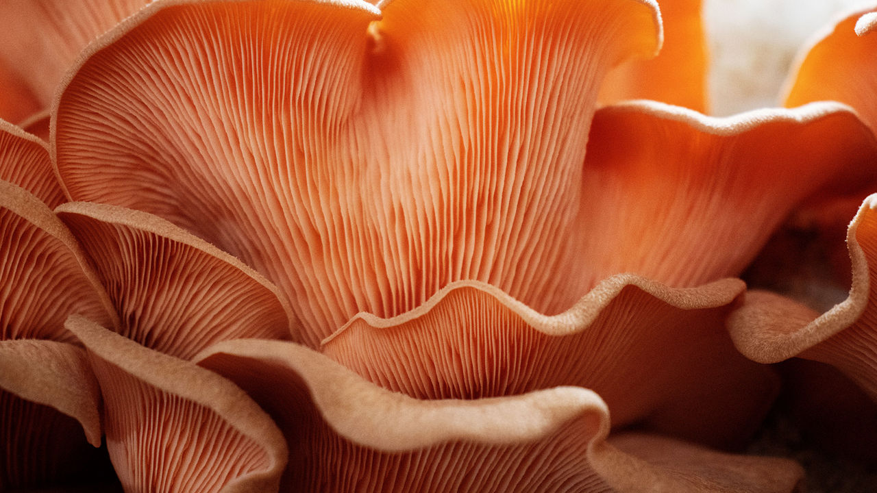 Umami and Kokumi | Kerry