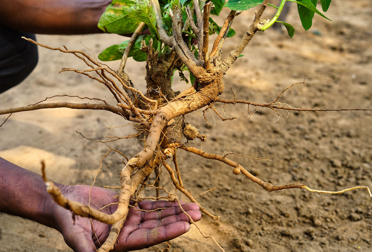 4 Things Manufacturers Should Know About Ashwagandha | Kerry