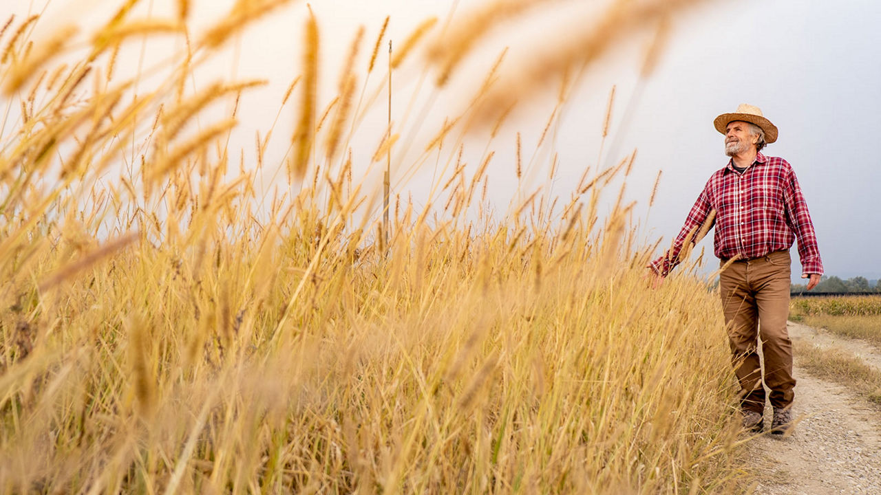 Wheat Rye Oats and Triticale | Kerry