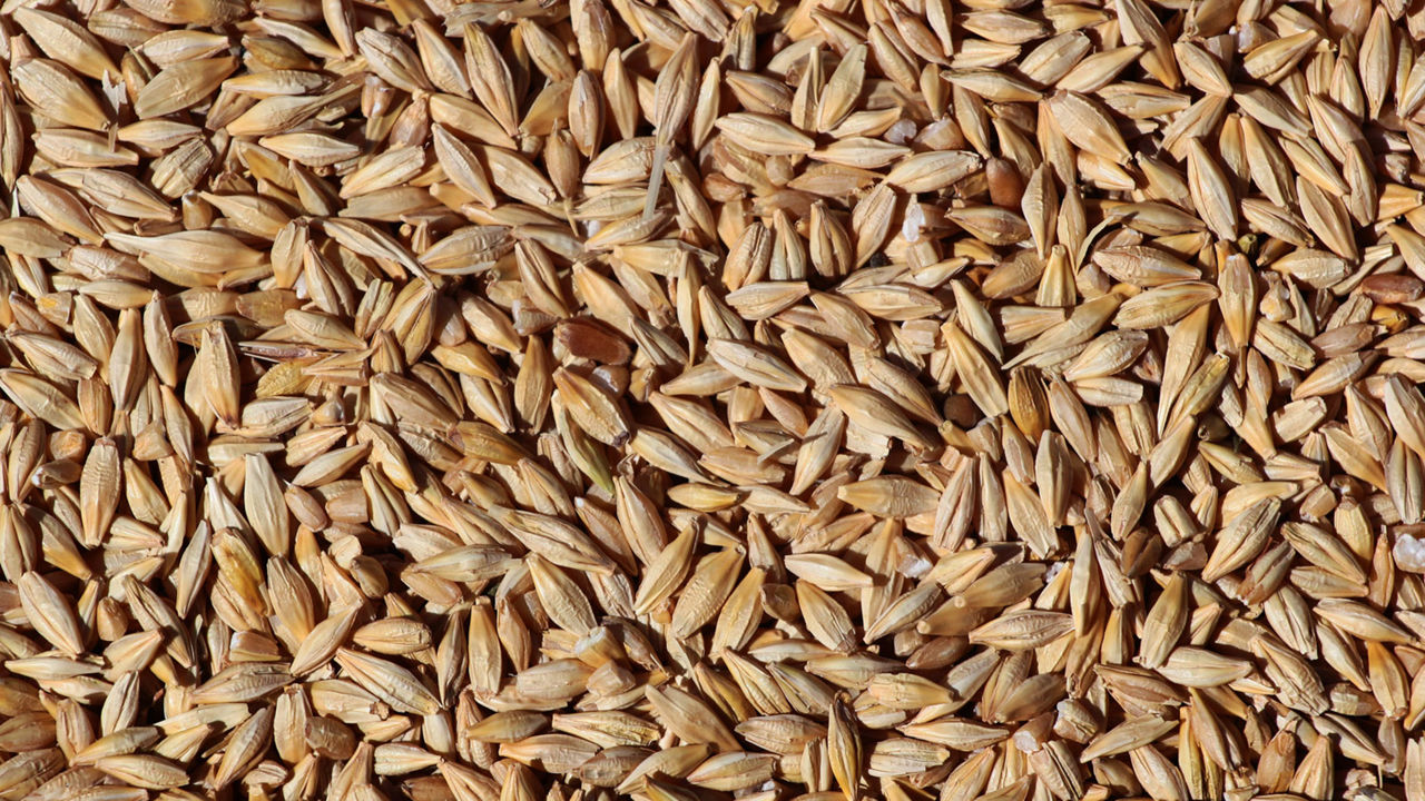 Standard Beer Brewing | Kerry