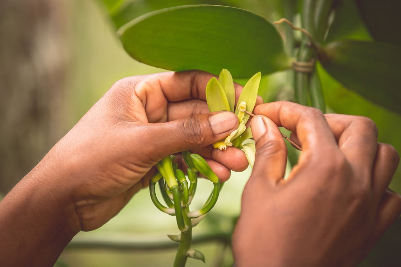 Sustainable Vanilla Extracts and Flavours | Kerry