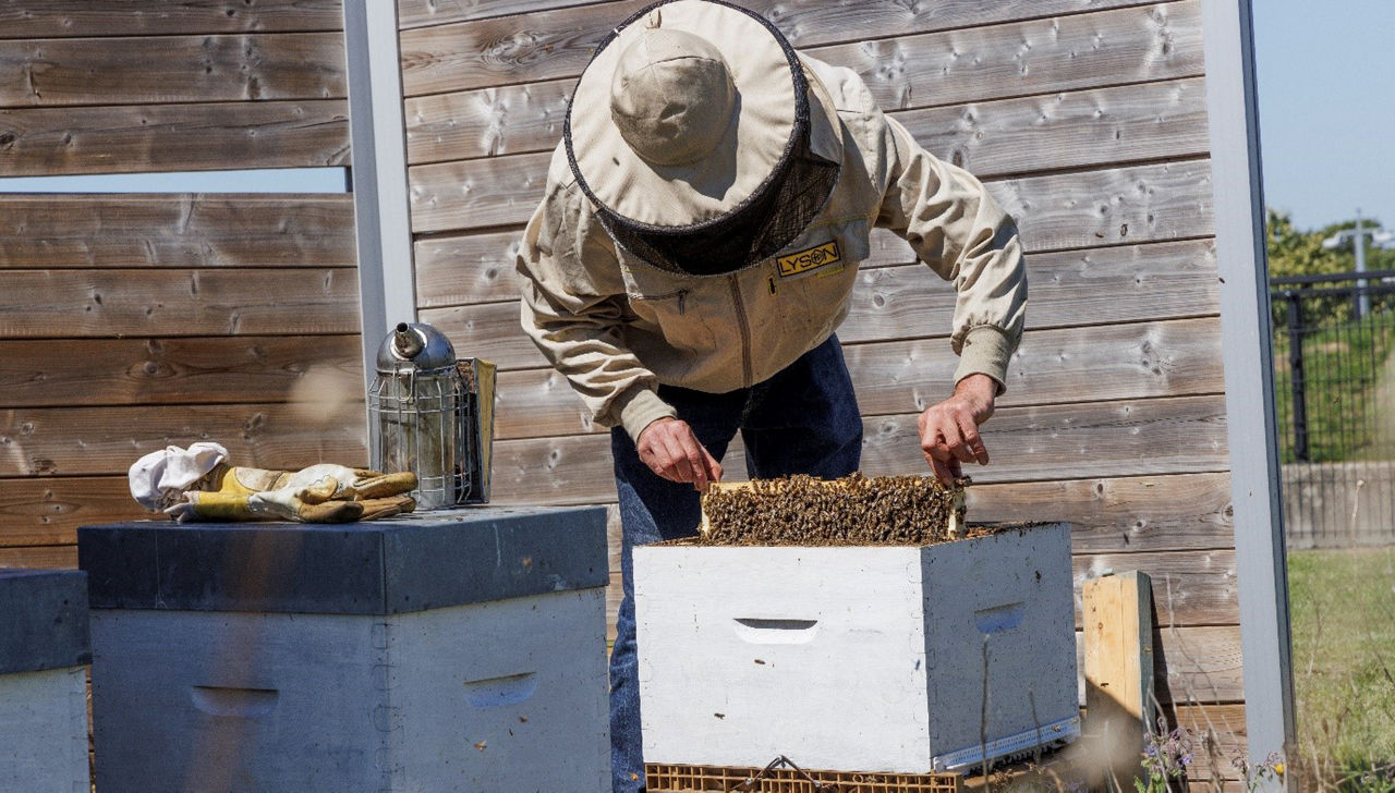 Meet NATO’s beekeeper, Bruno Harmant | NATO Story
