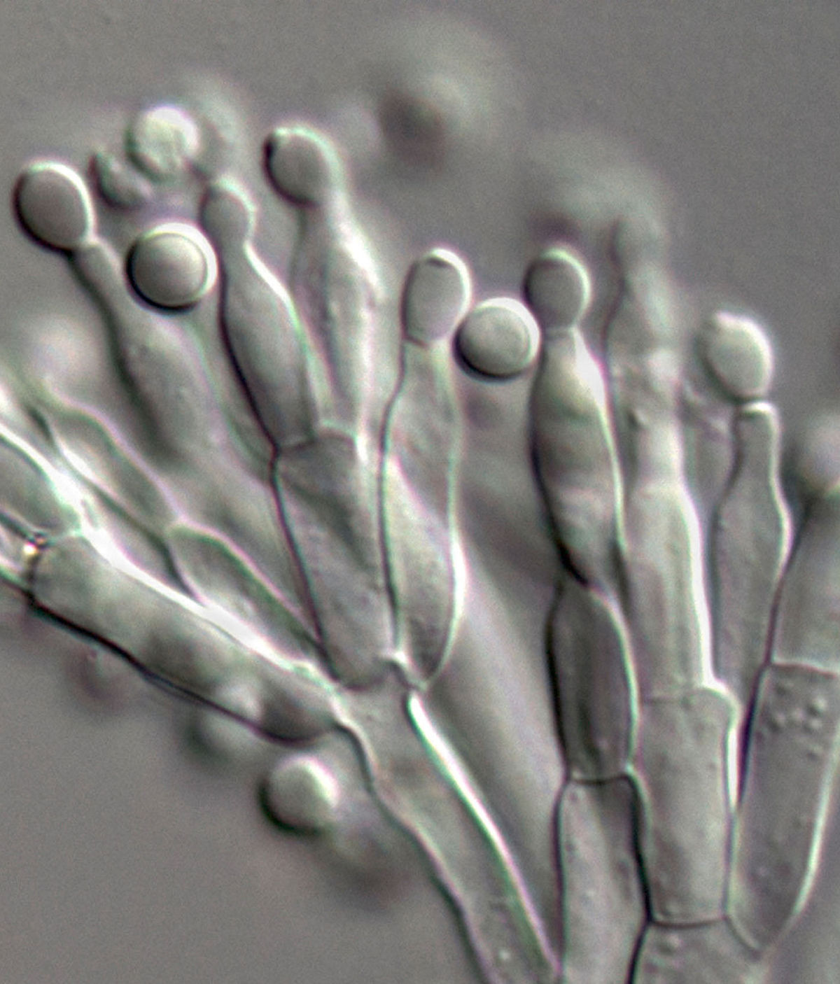 Pictet Asset Management expands Fixed Income range into Private Debt