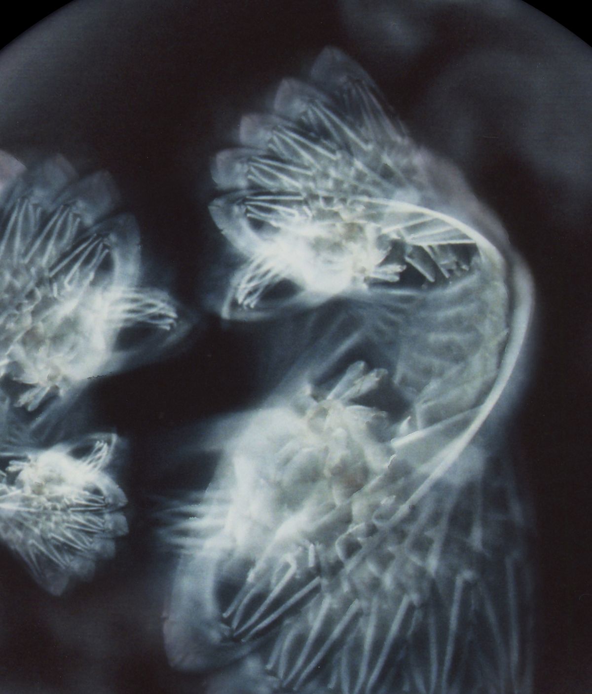 Mandy Barker | Prix Pictet