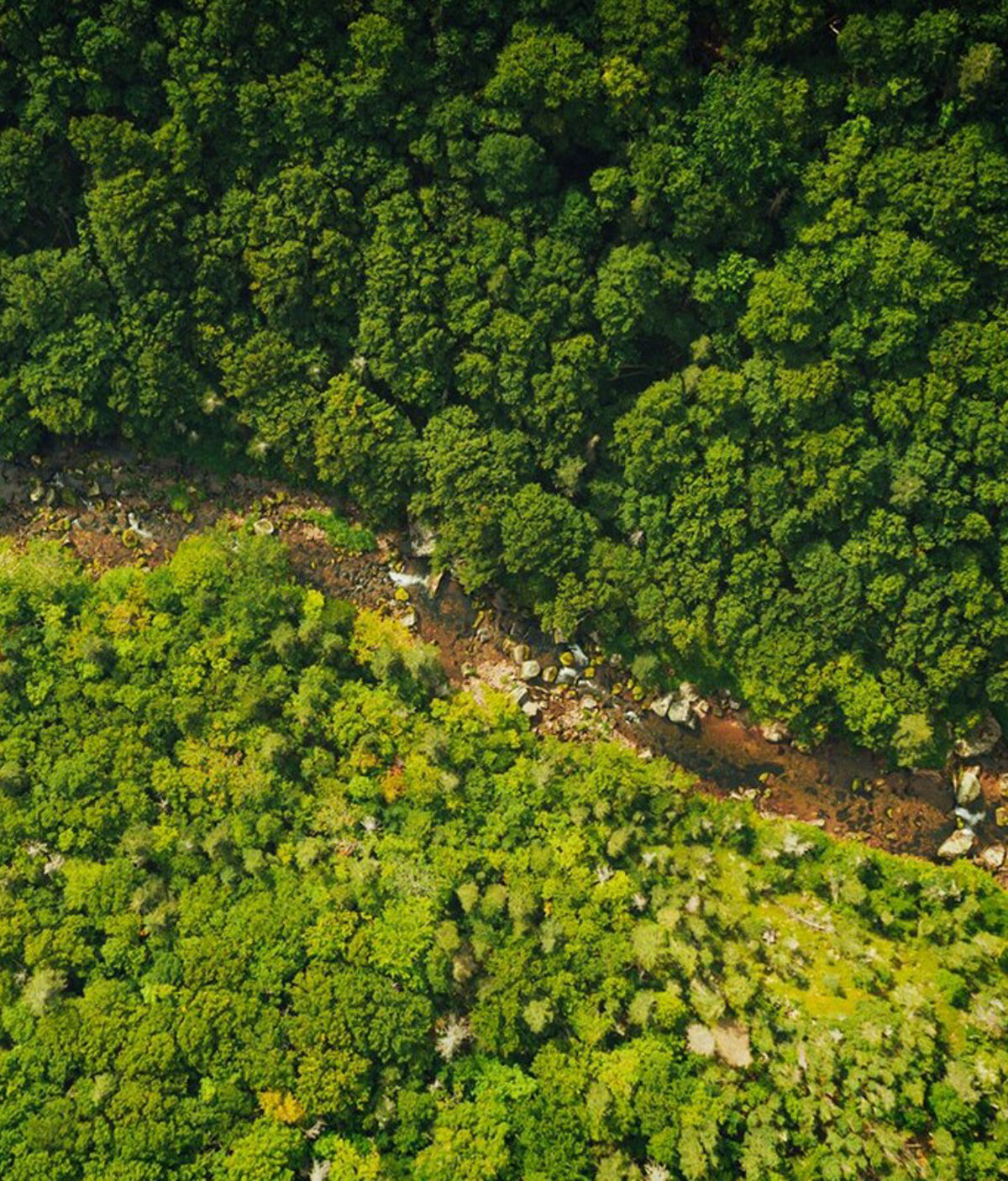 Using AI to help prevent environmentally devastating forest fires