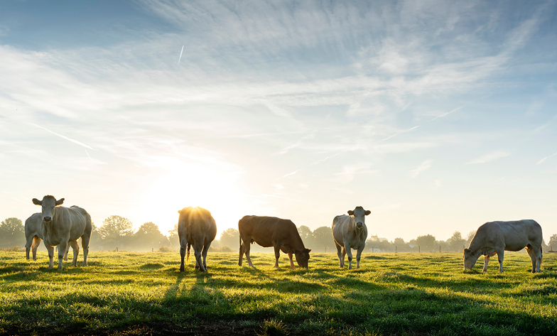China says it’s to impose 55% levy on Australian beef after quota hit ...