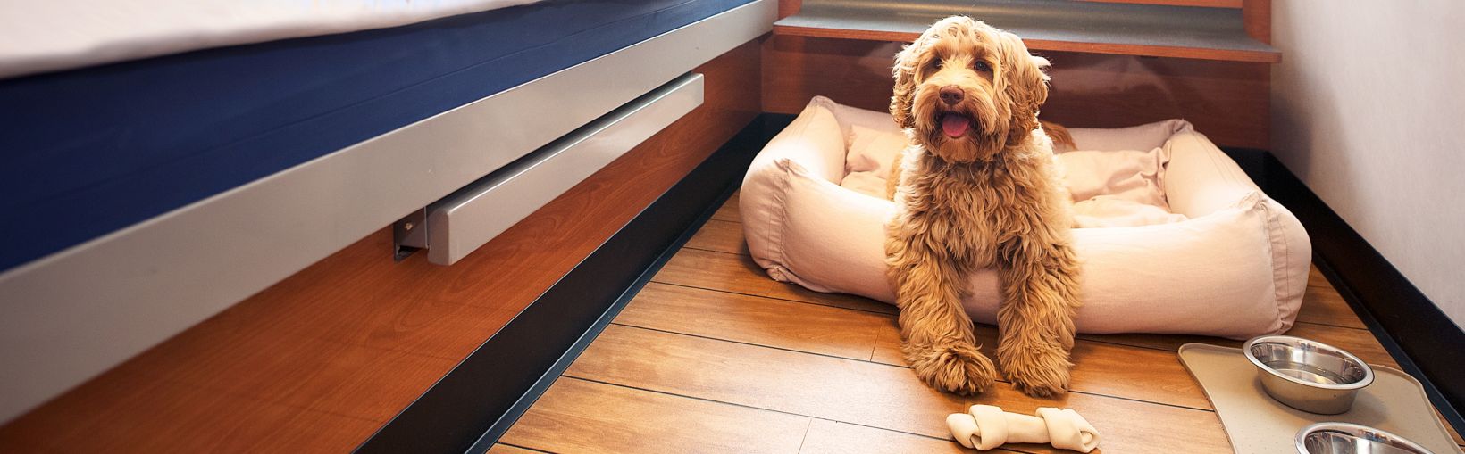 Do Stena Line Take Dogs