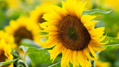 Why choose sunflower protein? | Tetra Pak Latvia